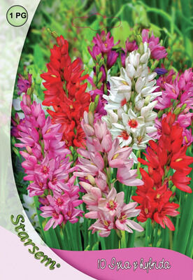 STARSEM BULBI IXIA | Selgros Romania